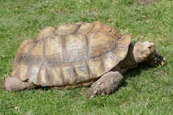 The early signs of pyramiding in tortoises you should know – Ground Feeders