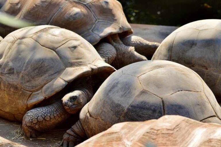 Do Tortoises Get Lonely? The Truth About Tortoise Loneliness – Ground ...