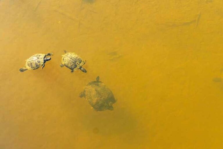 Can turtles drown? Yes, here’s why – Ground Feeders