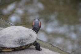 How long do red eared sliders sleep? – Ground Feeders