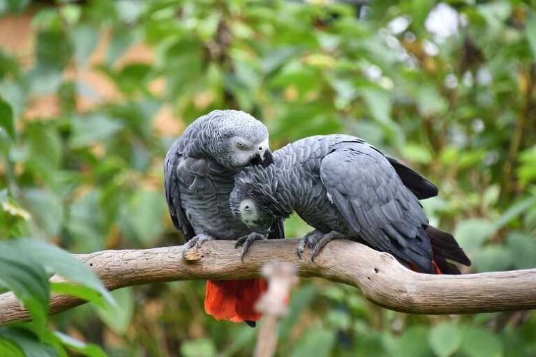 African grey body language explained – Ground Feeders