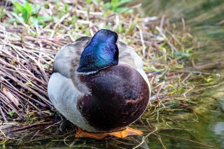What time do ducks wake up? (Sleep and Waking Up Timings!) – Ground Feeders