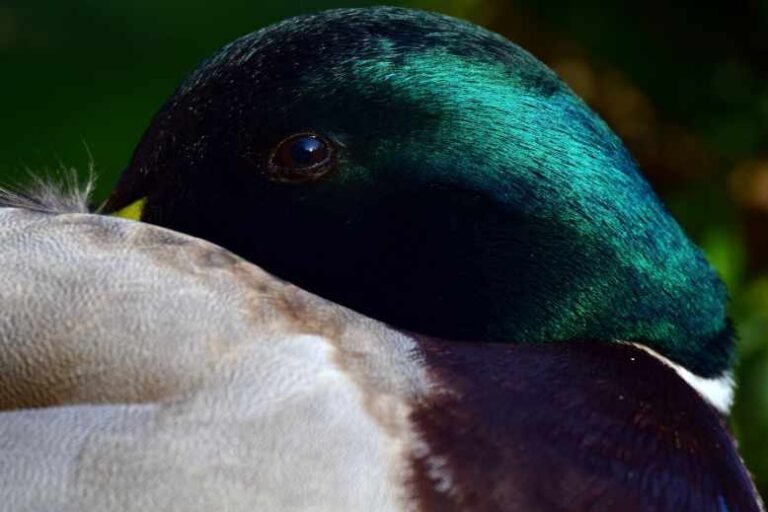 Can Ducks See In The Dark? (Are They Color Blind?) – Ground Feeders